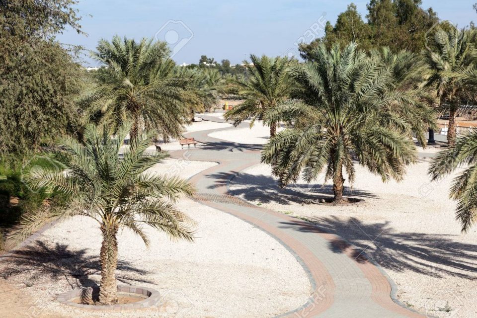 Guide to identify Trees in Abu Dhabi - Scatolabox